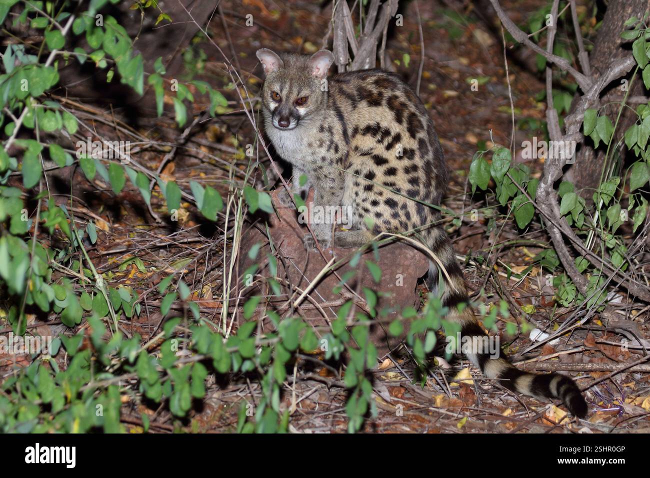 Südliche Großfleck-Ginsterkatze / South African large-spotted genet ...