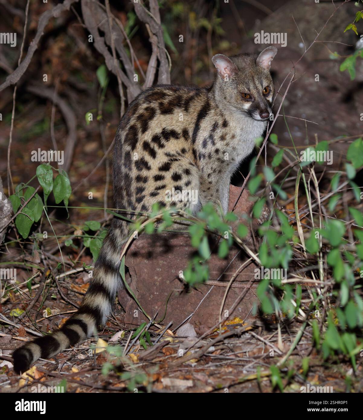 Südliche Großfleck-Ginsterkatze / South African large-spotted genet ...