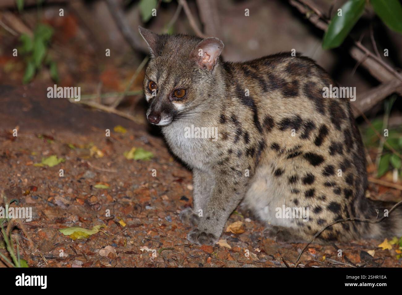 Südliche Großfleck-Ginsterkatze / South African large-spotted genet ...