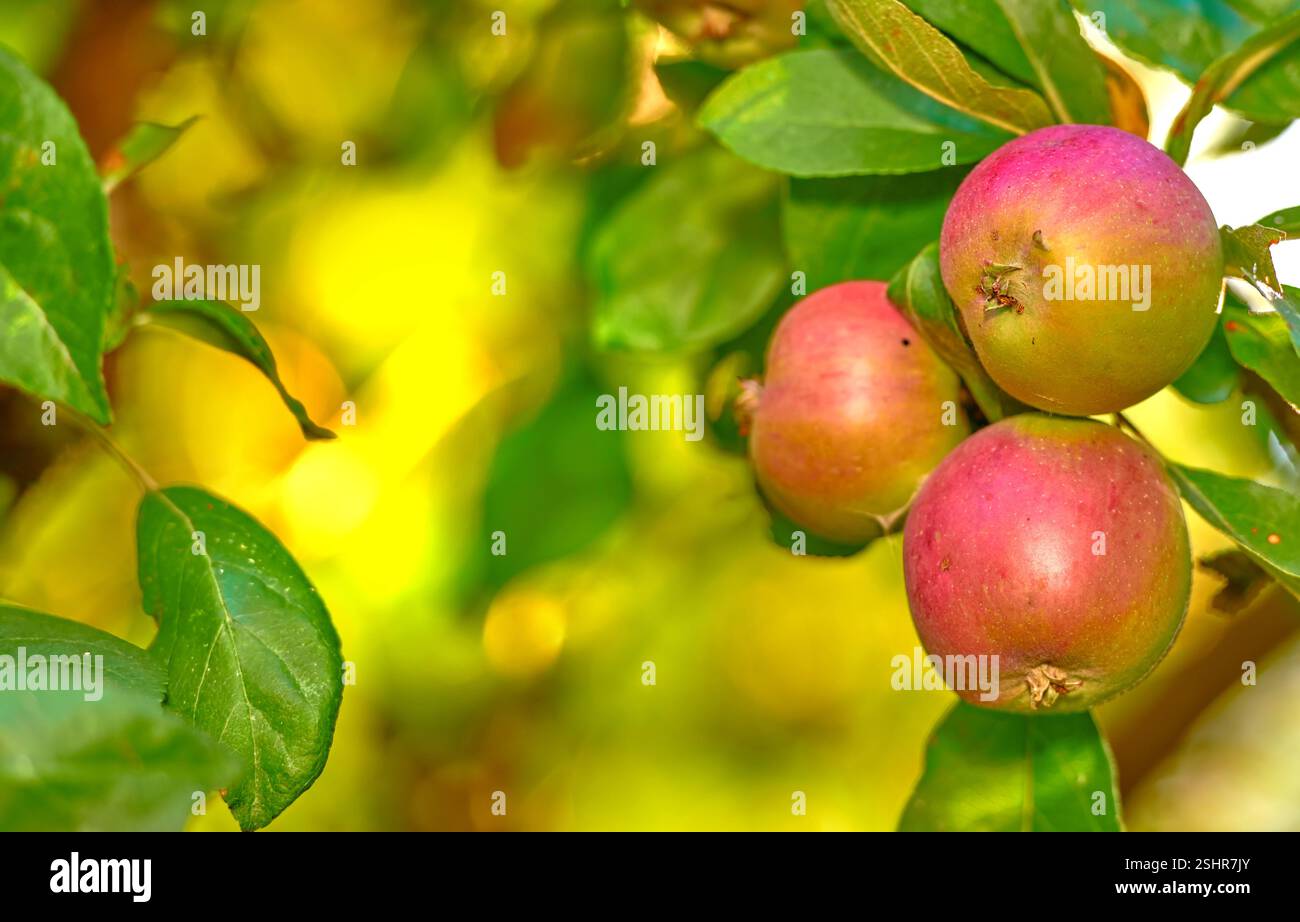 Growth, organic apples and sustainability with tree outdoor in orchard ...