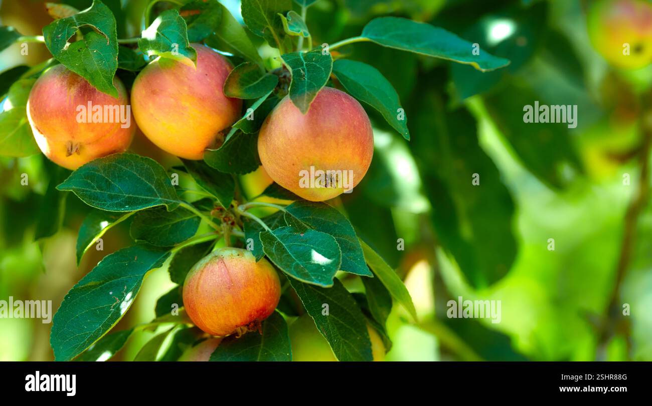 Agriculture, food and organic apples on tree outdoor in orchard for ...