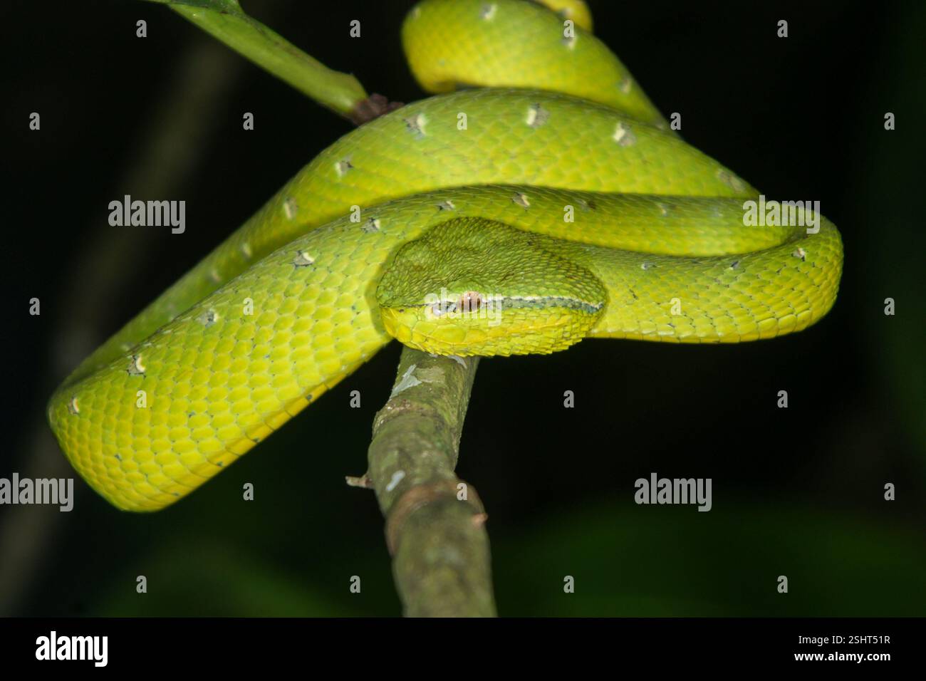 Male Wagler's pit viper (Tropidolaemus wagleri), snake curled on a ...
