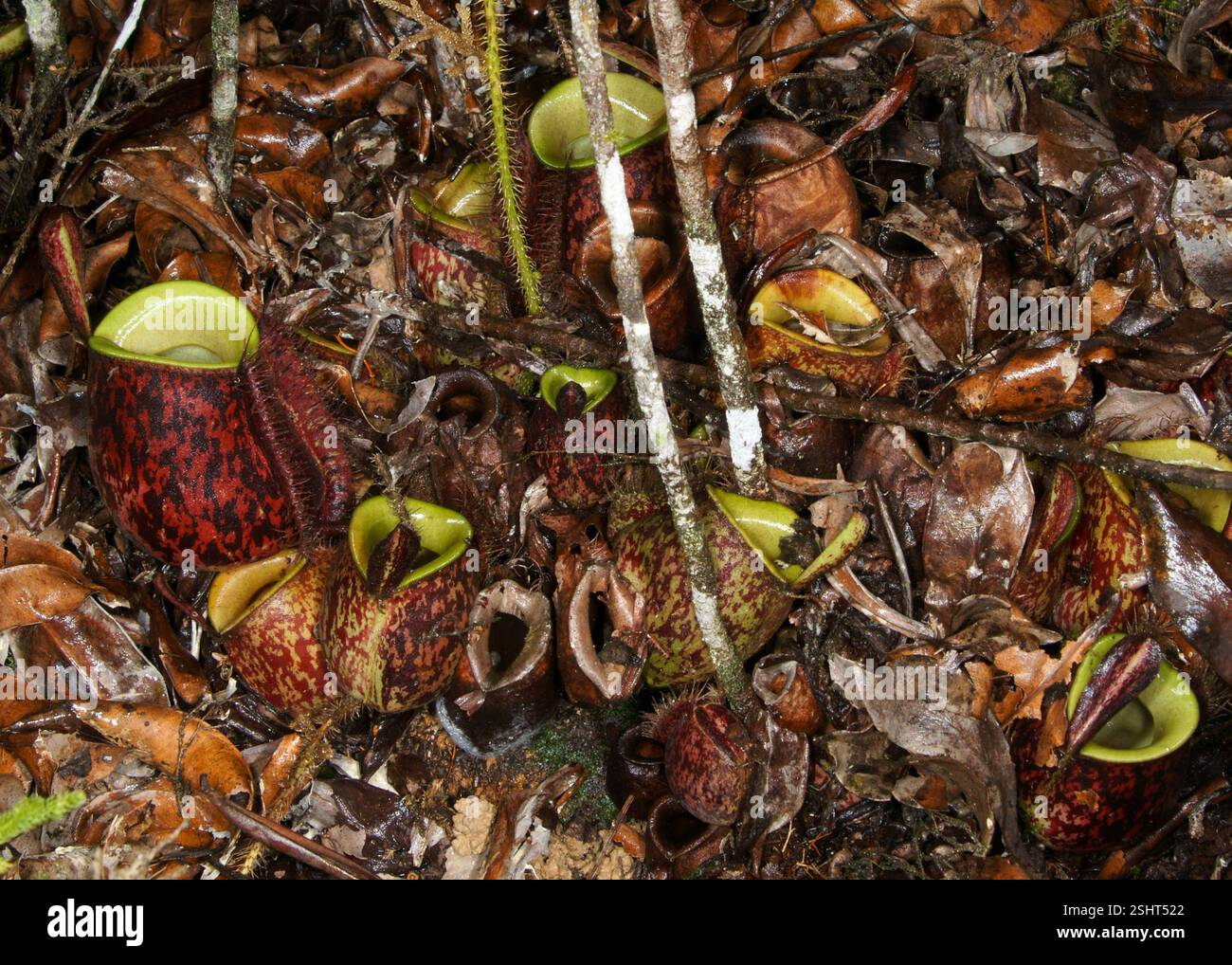 Red speckled pitchers of the carnivorous pitcher plant Nepenthes ...