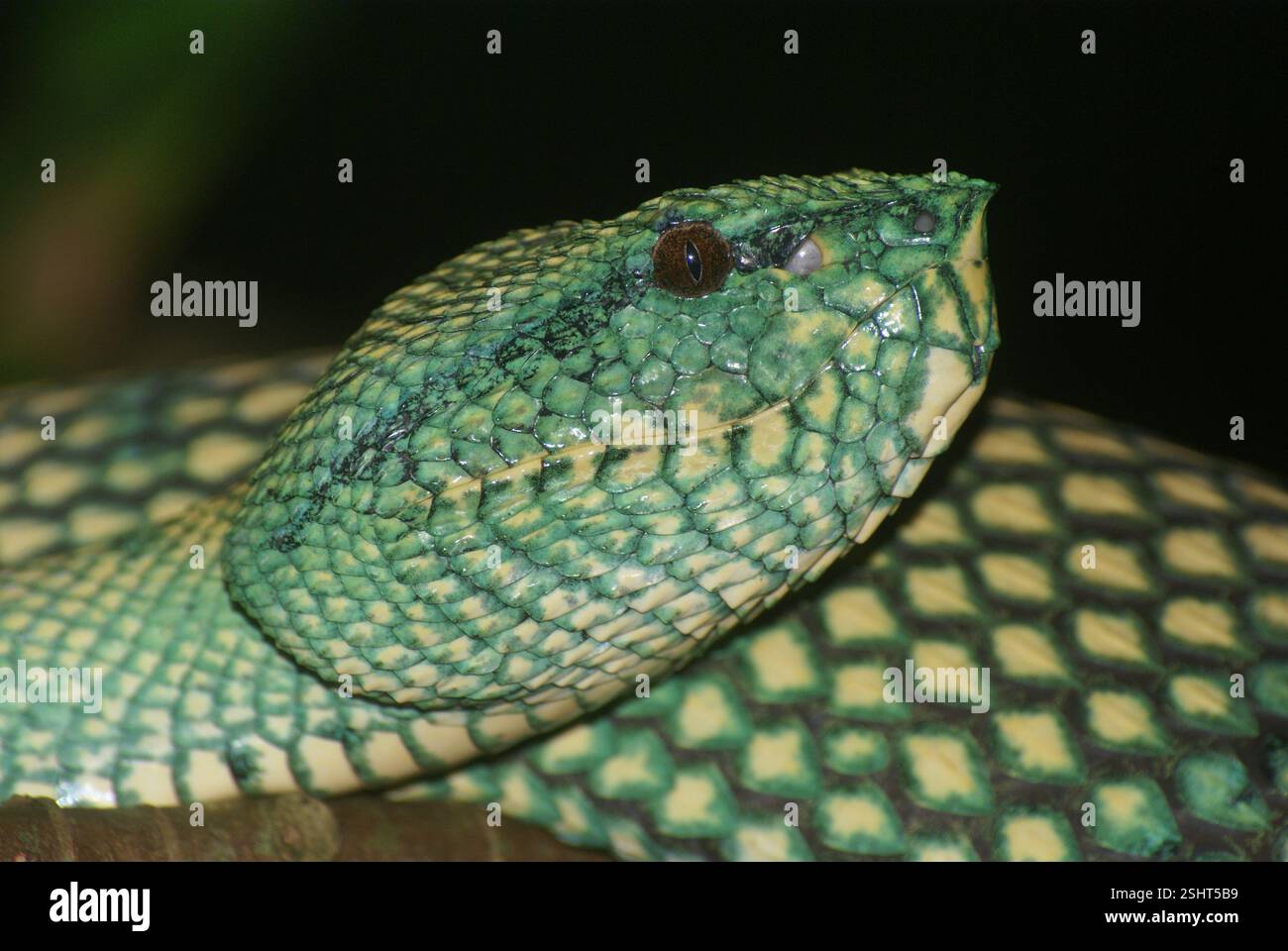 Head of Wagler's pit viper (Tropidolaemus wagleri), female snake, close ...