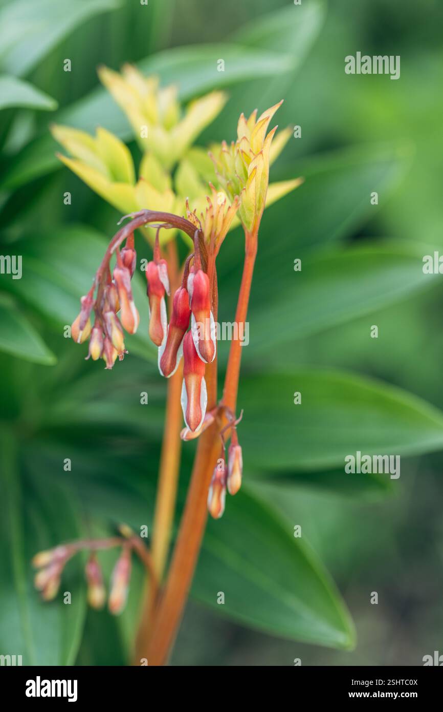 Vertical image of 'Gold Heart' bleeding heart. Lamprocapnos formerly ...