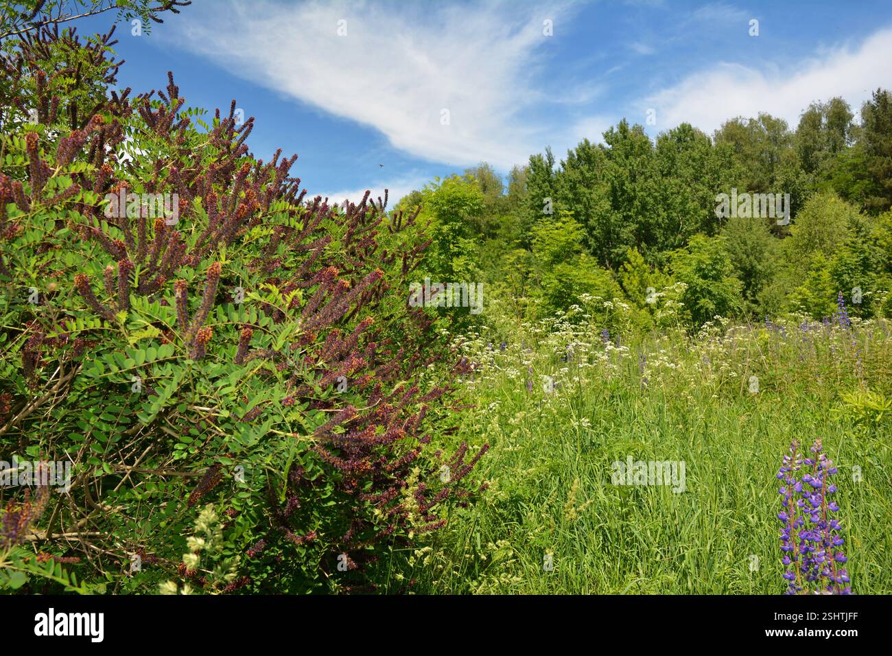 False Indigo, amorpha fruticosa bush with flowers and honey bees ...