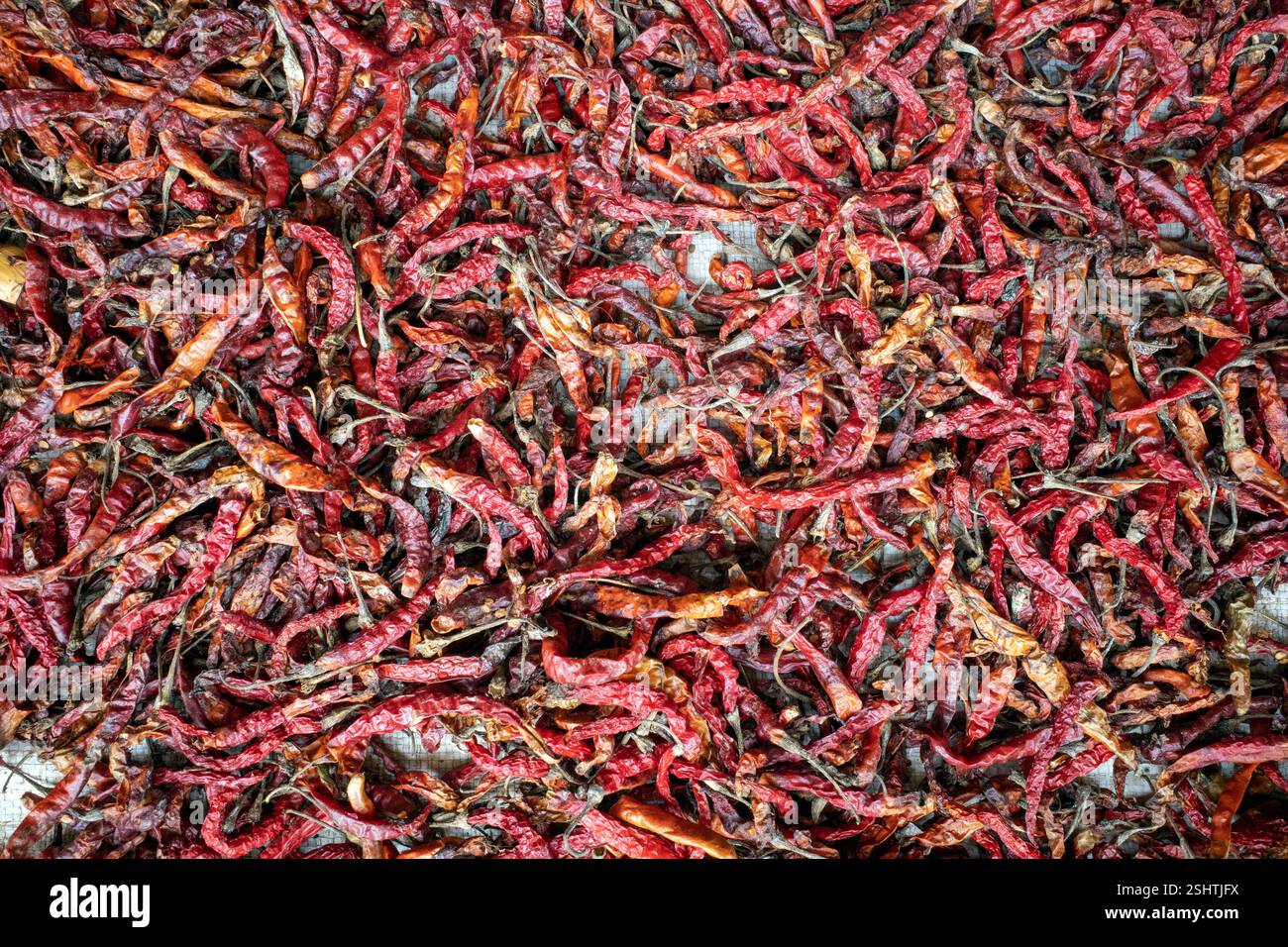 Dry Cabai rawit (Capsicum frutescens), a wild hot chili pepper for ...