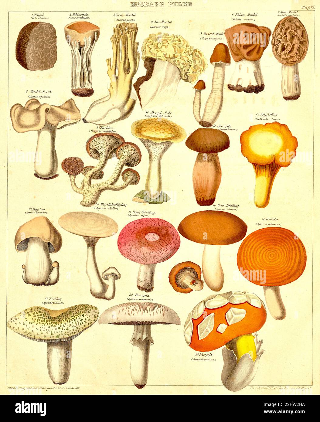 Mushroom identification chart print hi-res stock photography and images ...