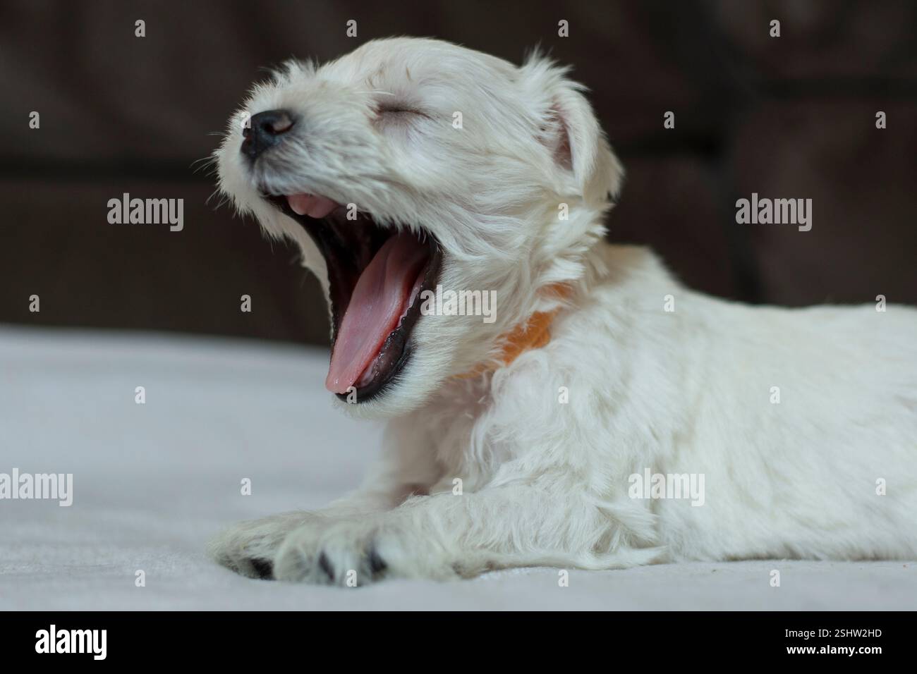 Toothless animal hi-res stock photography and images - Alamy