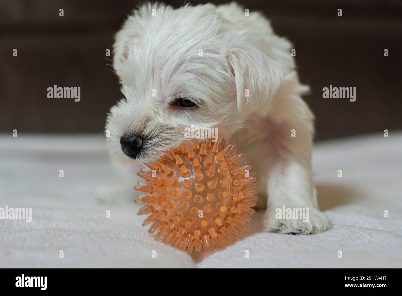 Little white puppy chewing a rubber ball Stock Photo - Alamy