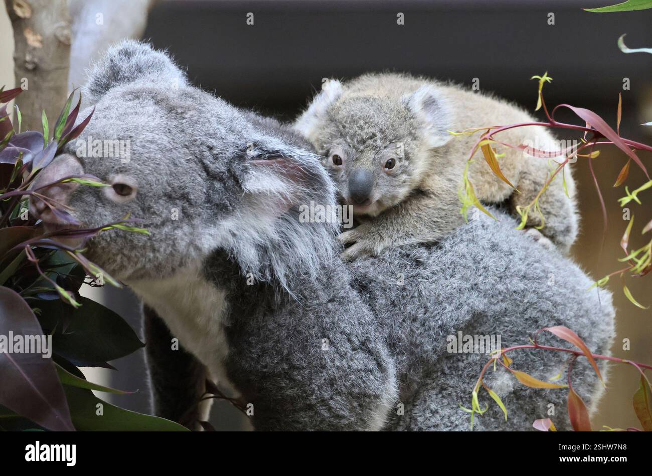A baby koala clings to its mother at Kobe Oji Zoo in Nada Ward, Kobe City, Hyogo Prefecture on ...