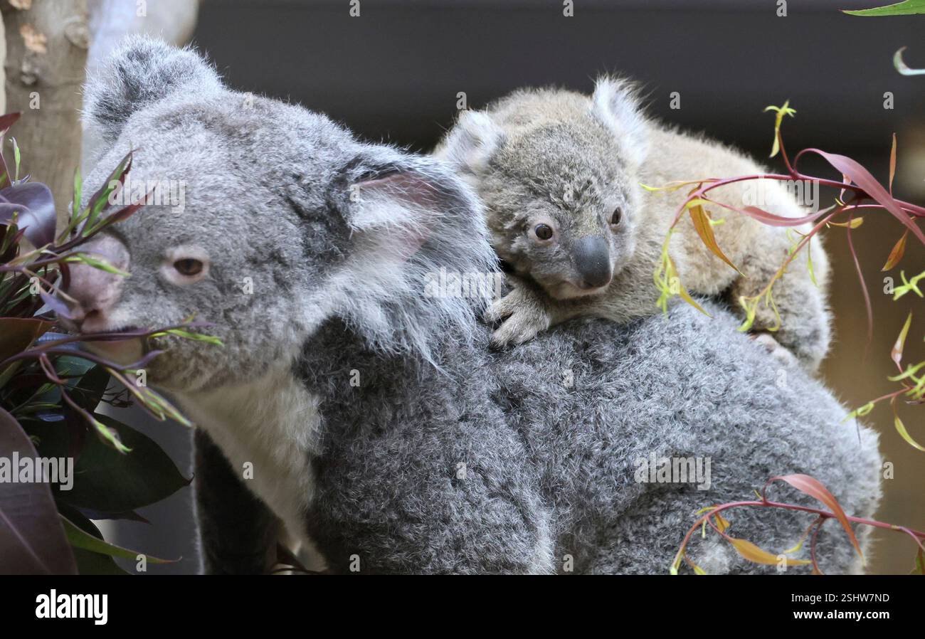A baby koala clings to its mother at Kobe Oji Zoo in Nada Ward, Kobe City, Hyogo Prefecture on ...