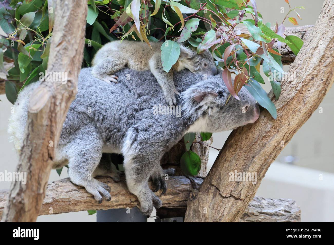 A baby koala clings to its mother at Kobe Oji Zoo in Nada Ward, Kobe City, Hyogo Prefecture on ...