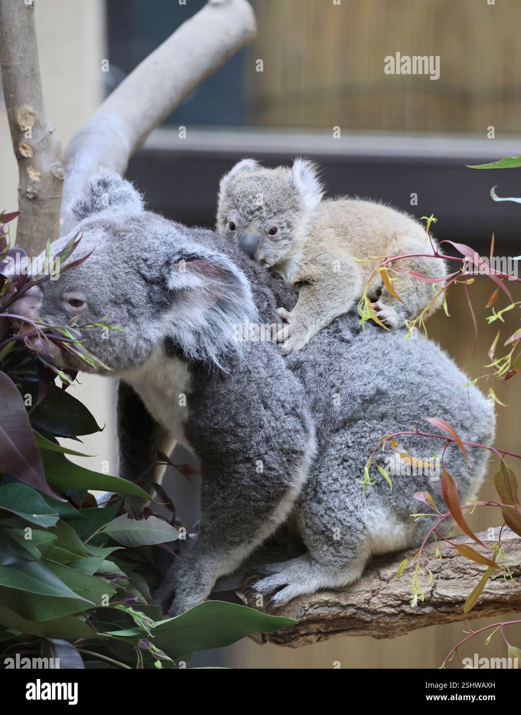 A baby koala clings to its mother at Kobe Oji Zoo in Nada Ward, Kobe City, Hyogo Prefecture on ...