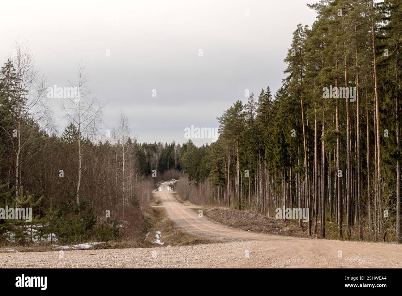 a long, straight road running through the forest, with trees on either ...
