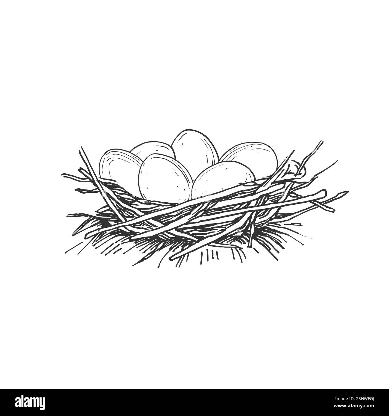 Eggs in nest vector black and white illustration hand drawn with ink ...