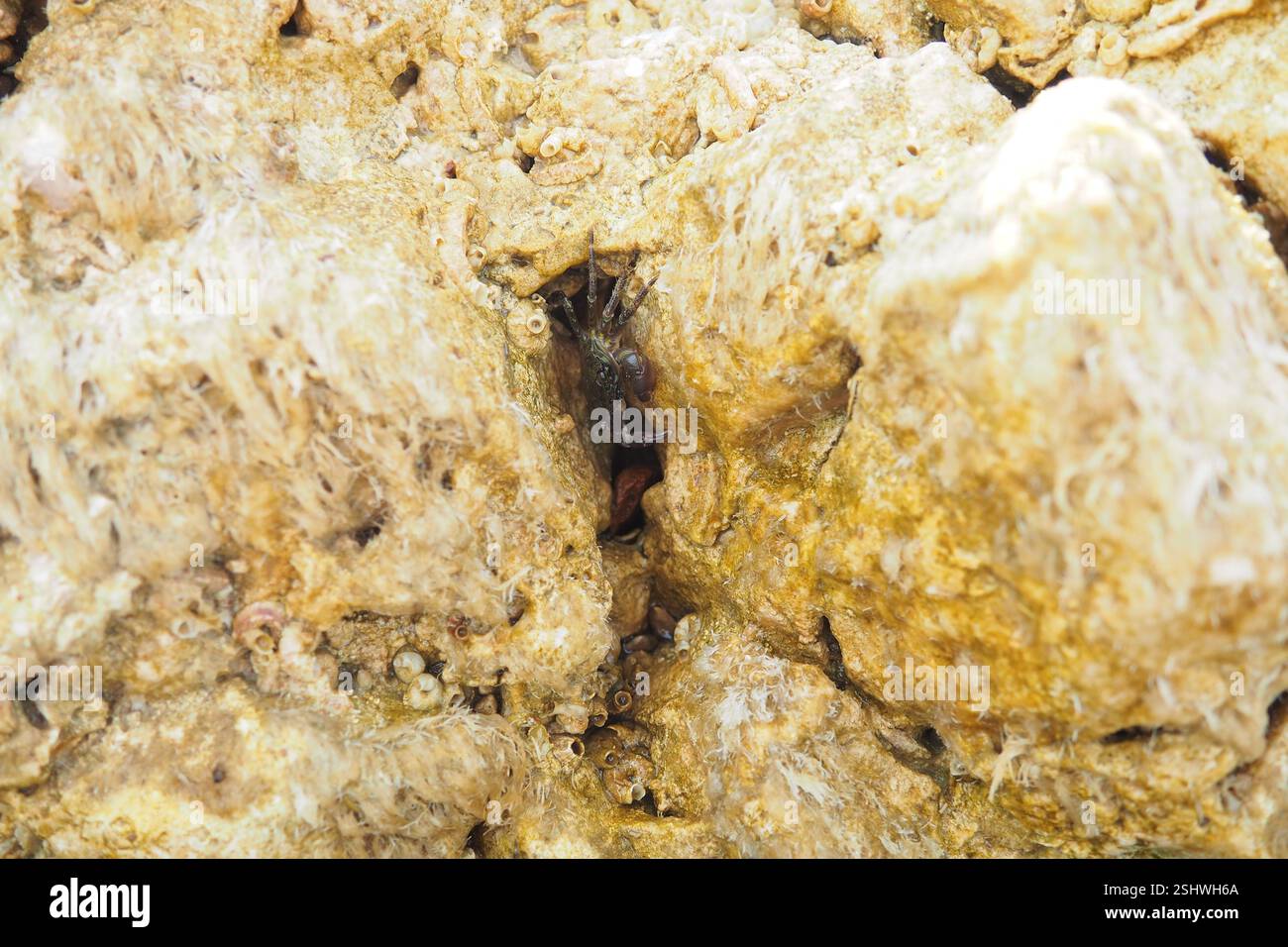 Highlighting shallow tidal pools hi-res stock photography and images ...