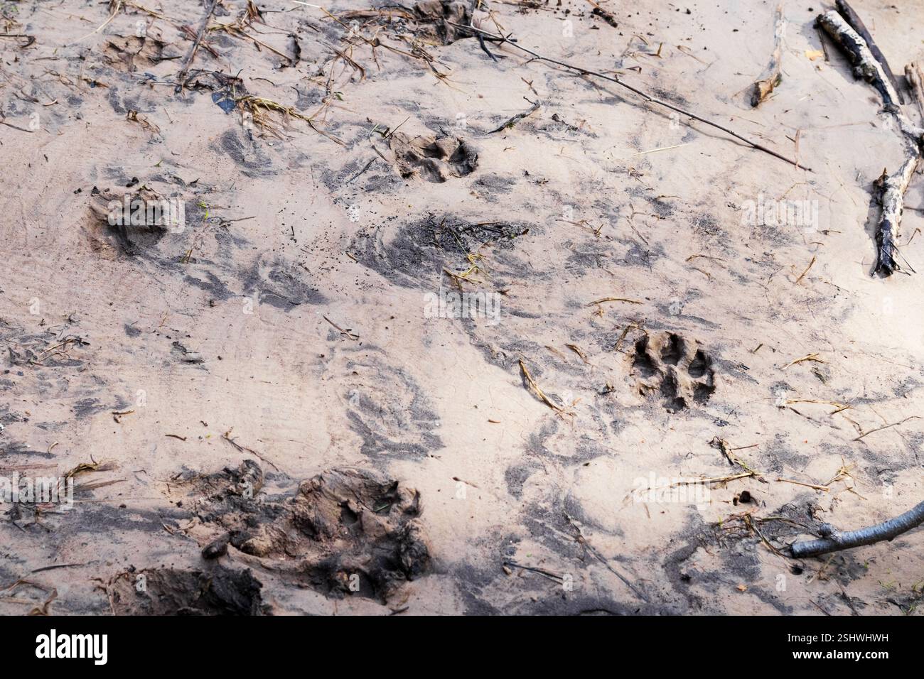 animal tracks in sand or mud Stock Photo - Alamy