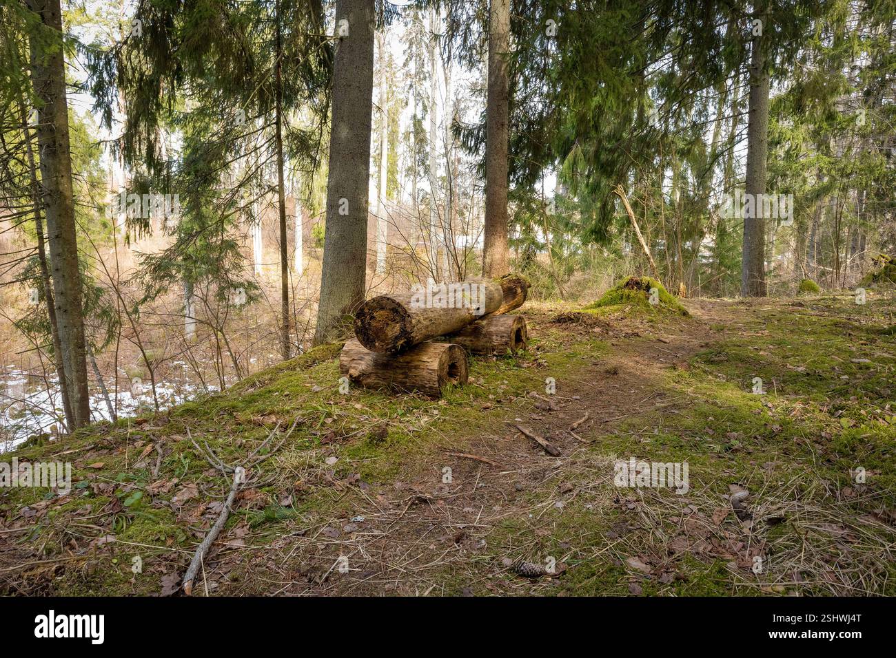 a dead tree is seen in the forest, on a slight rise, surrounded by ...