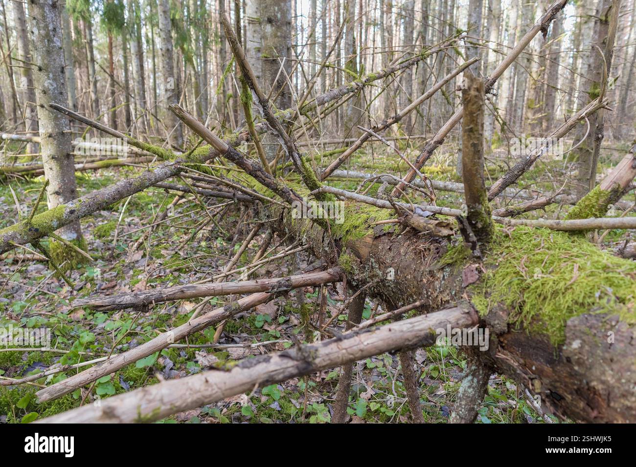 a broken tree in a wooded environment that has many branches and is ...
