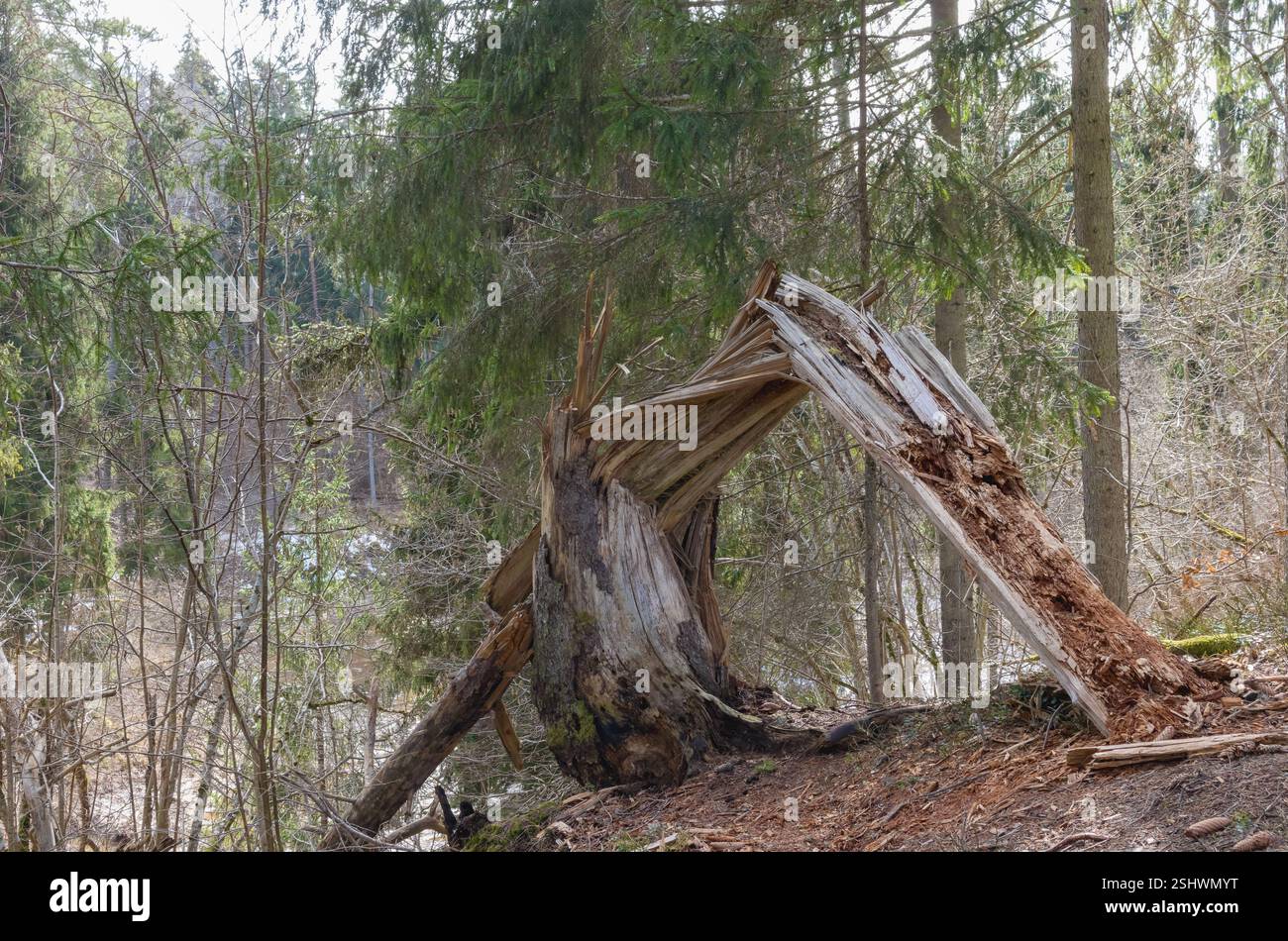 a dead tree in a forested environment where part of the trunk has ...
