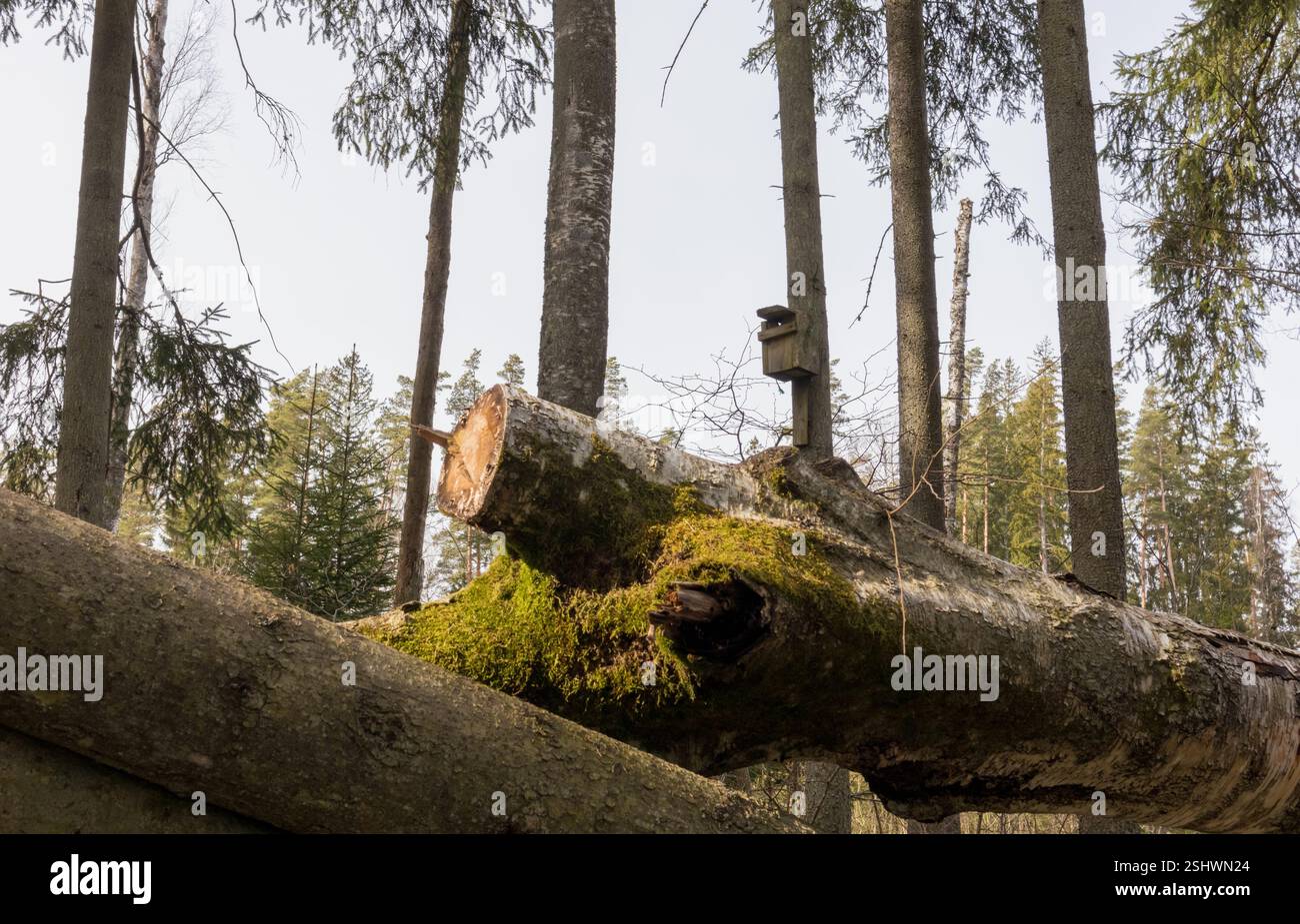 shows a broken tree in a wooded setting showing its exposed wood ...