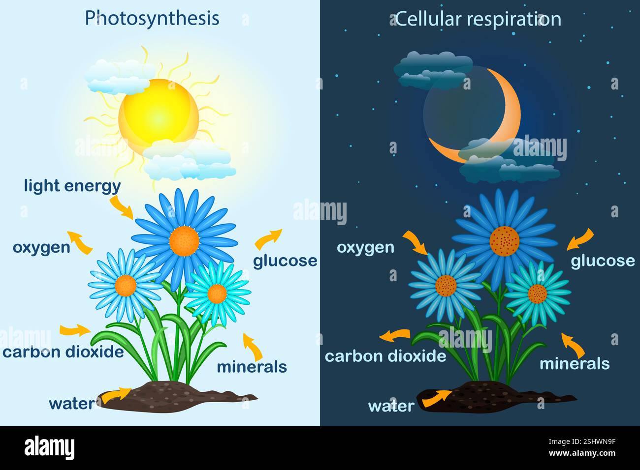 Photosynthesis diagram. Process of plant produce oxygen. Photosynthesis ... Photosynthesis diagram. Process of plant produce oxygen. Photosynthesis ...