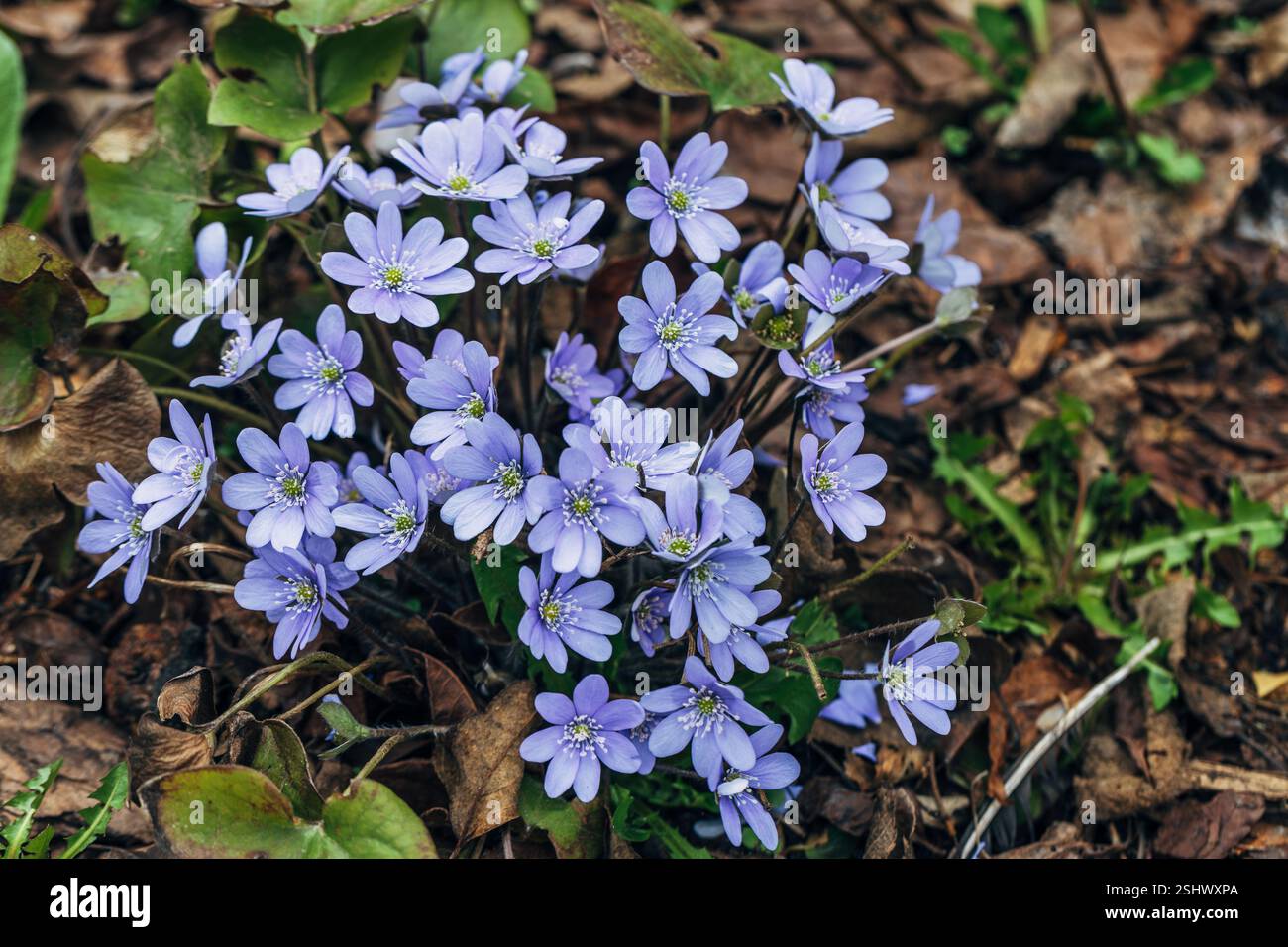 A clump of beautiful blue liverwort (Hepatica nobilis), one of spring's ...