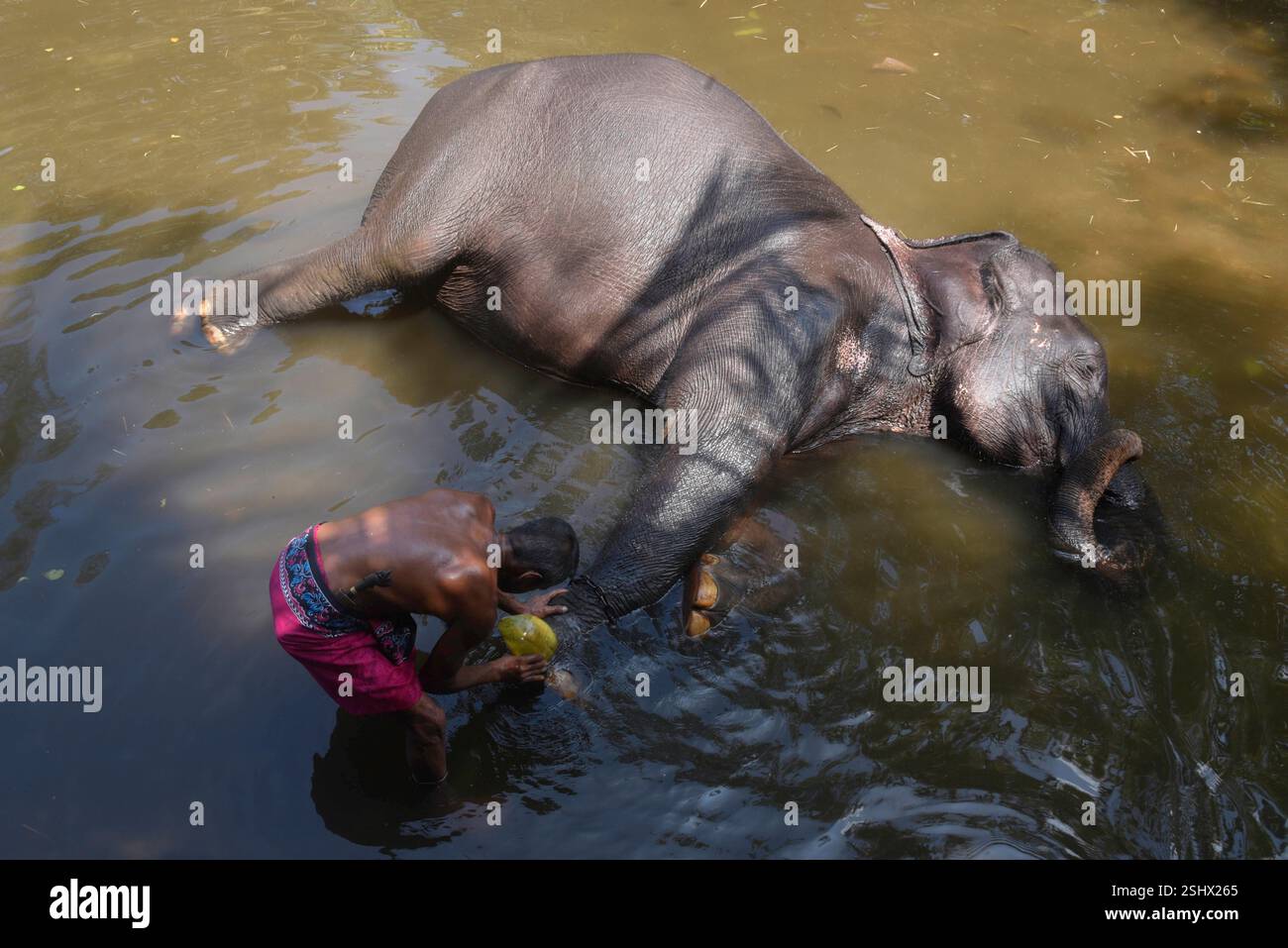 Elephant washing in Sri Lanka A traditional elephant handler known as a ...