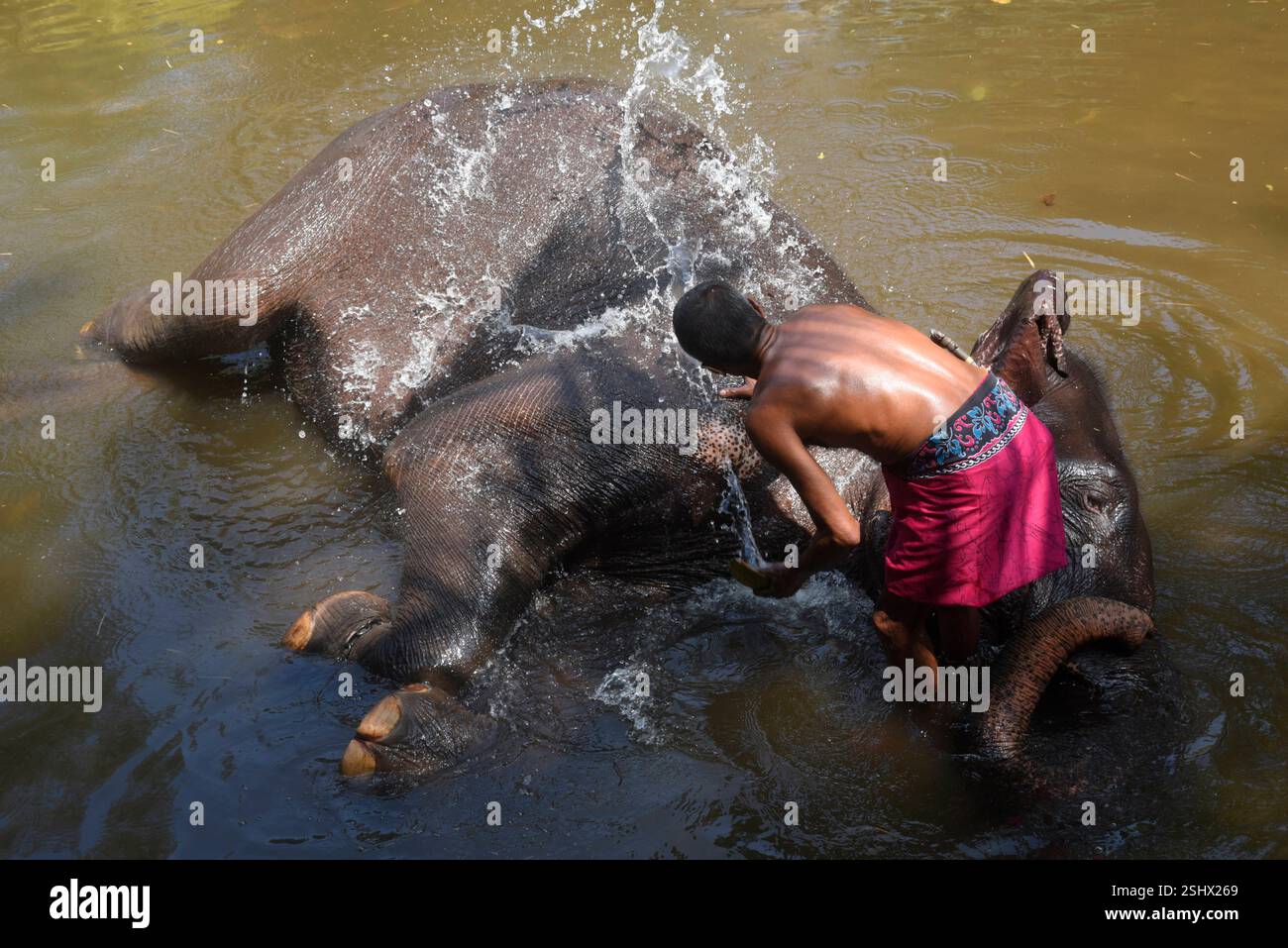 Elephant washing in Sri Lanka A traditional elephant handler known as a ...