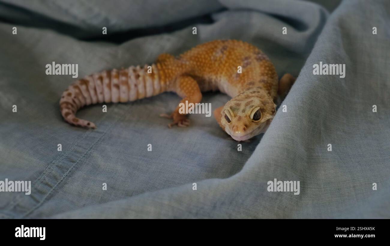 close-up of a gecko with a curious and content expression, lying on a soft surface. This image ...