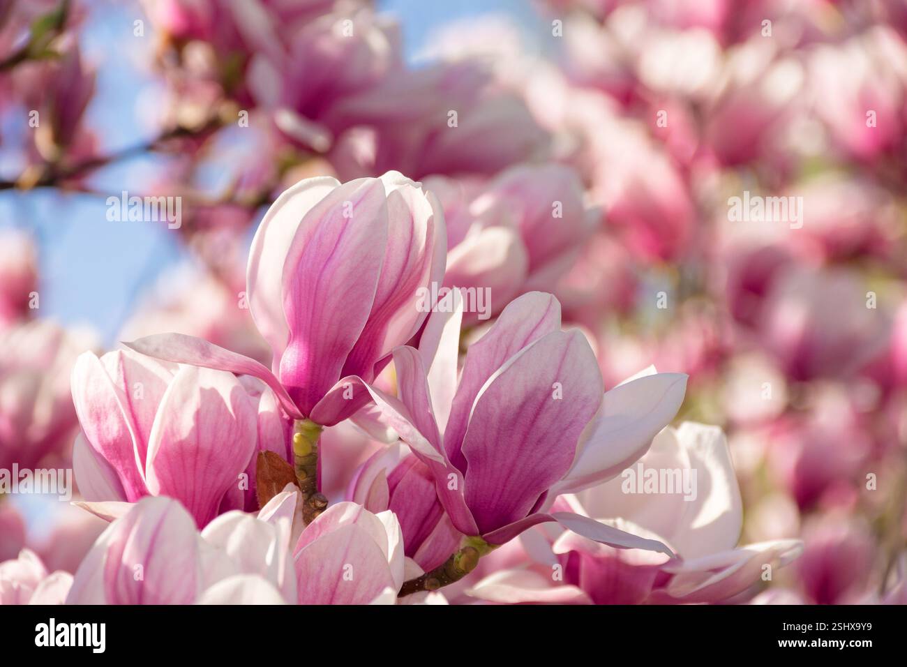magnolia soulangeana in full bloom. sunny weather in spring. beautiful ...