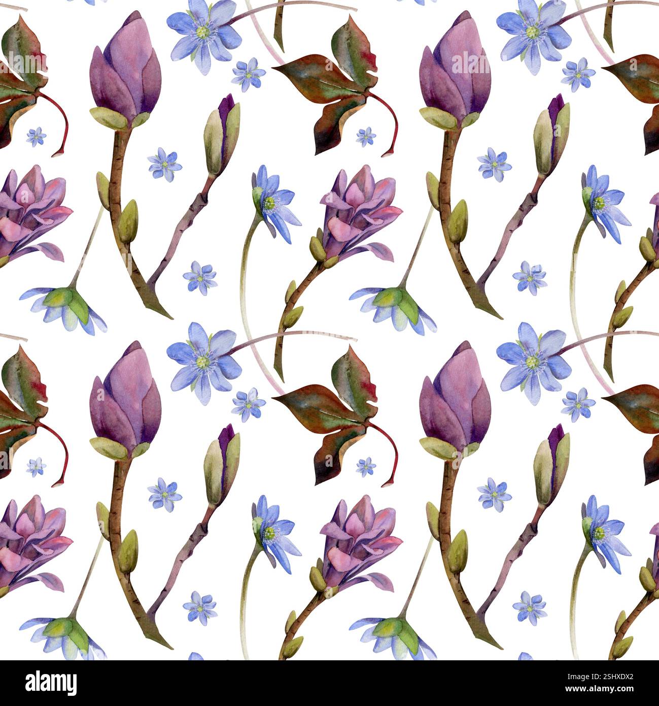 Spring flowers, mauve magnolia camelia tree buds, blue hepatica forget ...