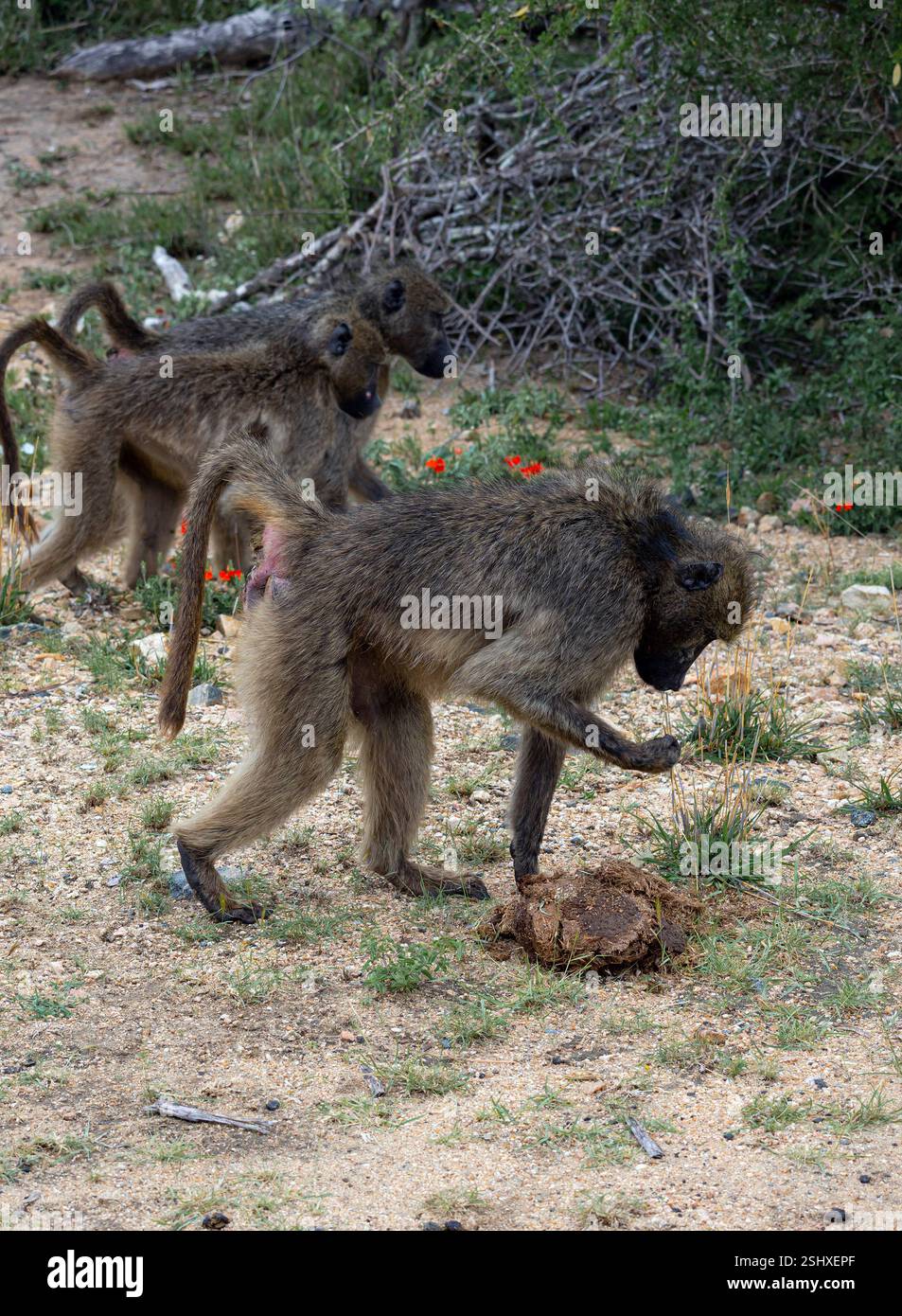 Three monkeys are walking in Kruger National Park, South Africa. Monkey ...