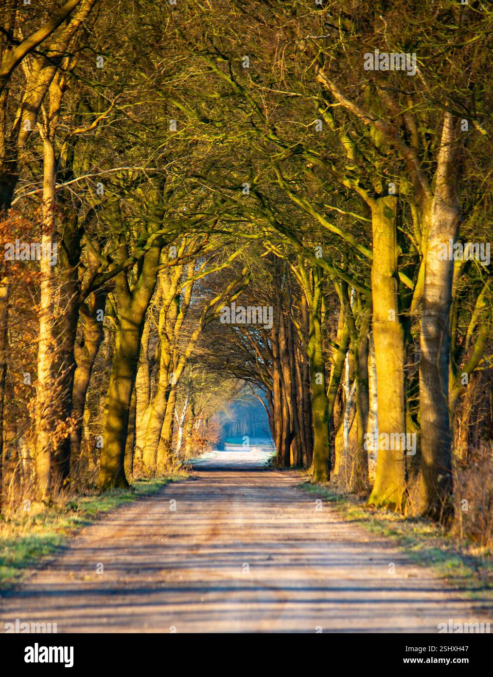 On a sandy road you see sunlight and shadows from the trees, there is a ...