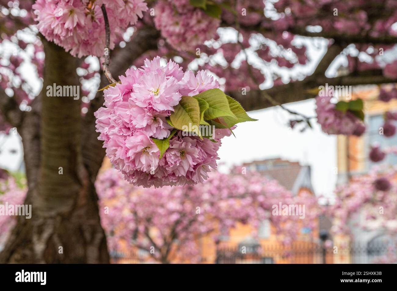 Pink Cherry Blossom in Spring. Ghent, Belgium Stock Photo - Alamy