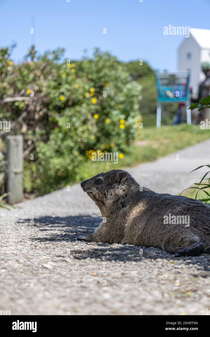 Rock hyrax resting on footpath in the shade of tree. Procavia capensis ...