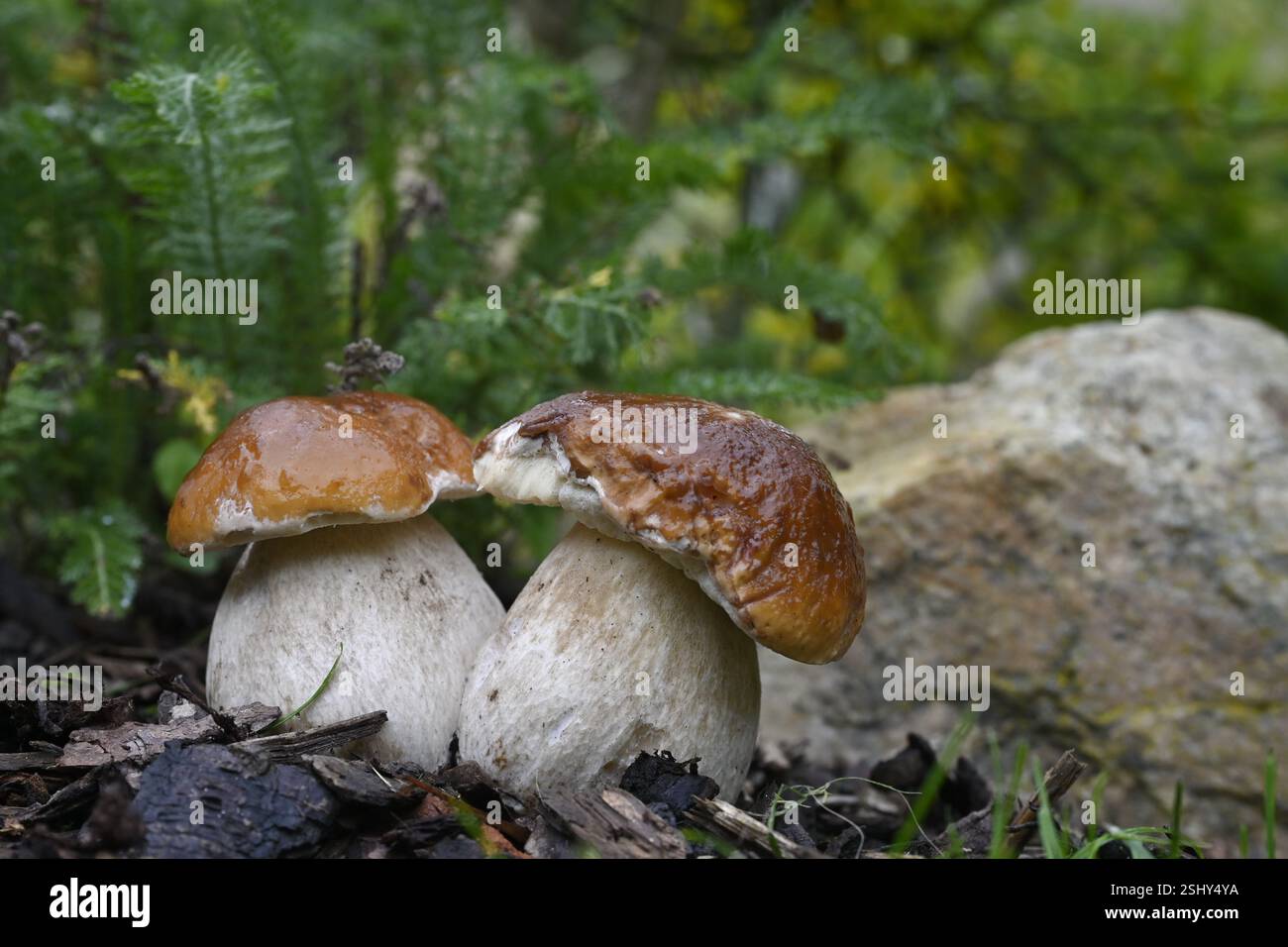 Boletus mushrooms in the forest. Edible mushroom, healthy food Stock ...