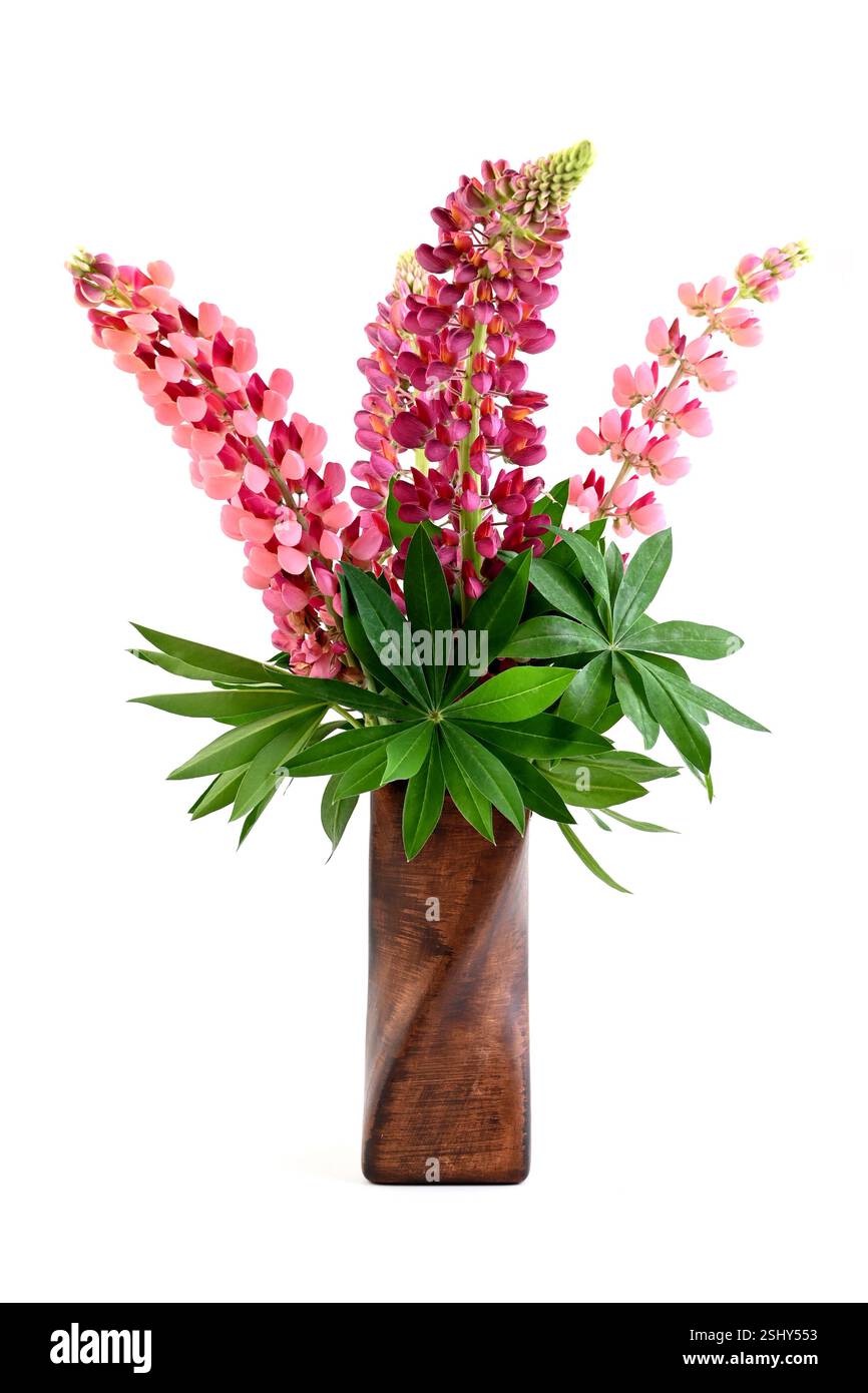 Pink Lupinus, lupine flowers in vase isolated on white background Stock ...