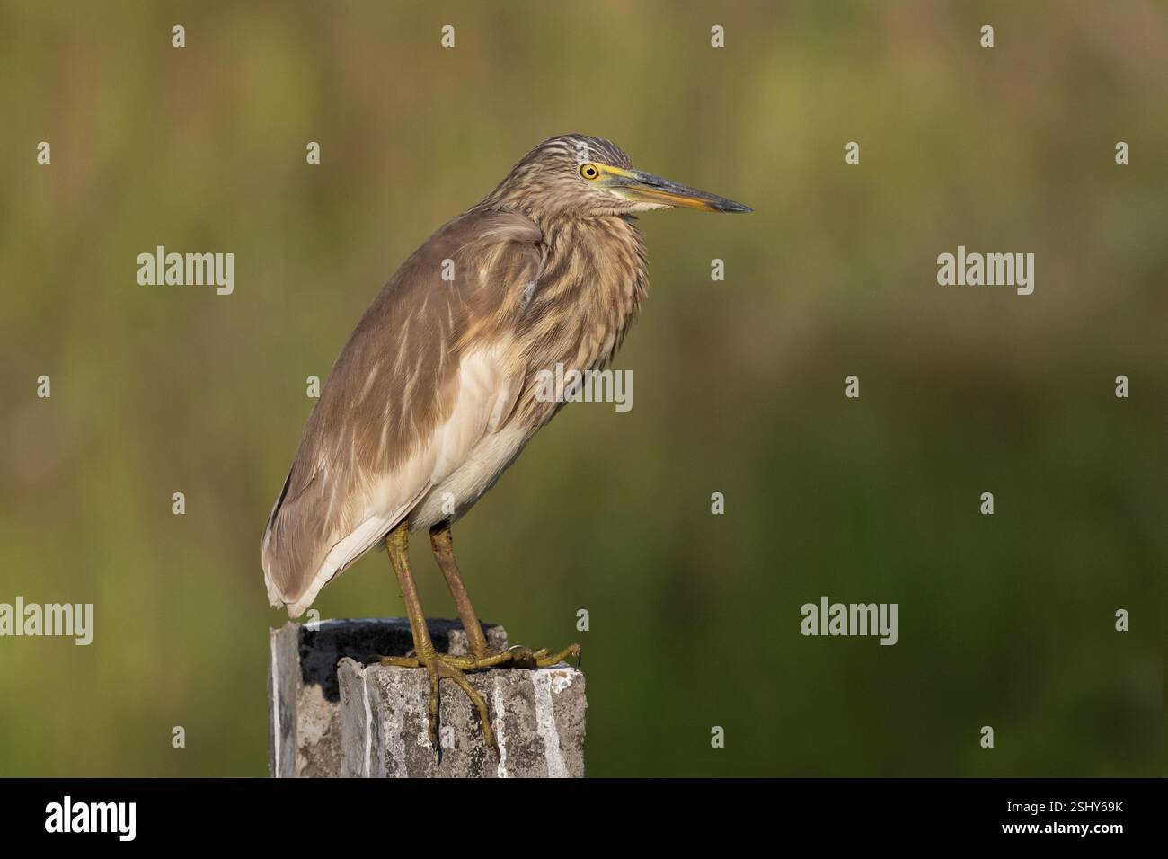 Indian Pond Heron, Goa, India Stock Photo - Alamy