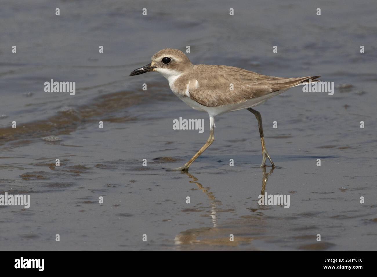Greater Sand Plover, Morjim Beach, Goa, India Stock Photo - Alamy