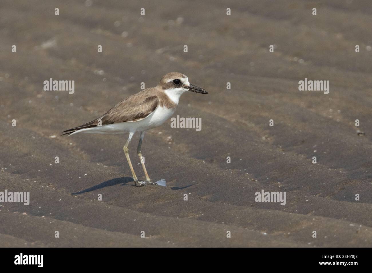 Greater Sand Plover, Morjim Beach, Goa, India Stock Photo - Alamy