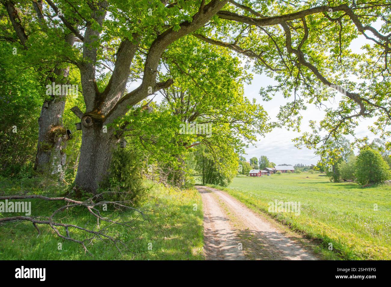 Charming rural view in the shade of oak trees in early summer in ...