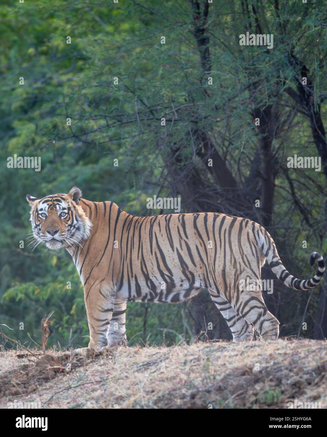 dominant wild bengal tiger or panthera tigris Ranthambore National Park ...