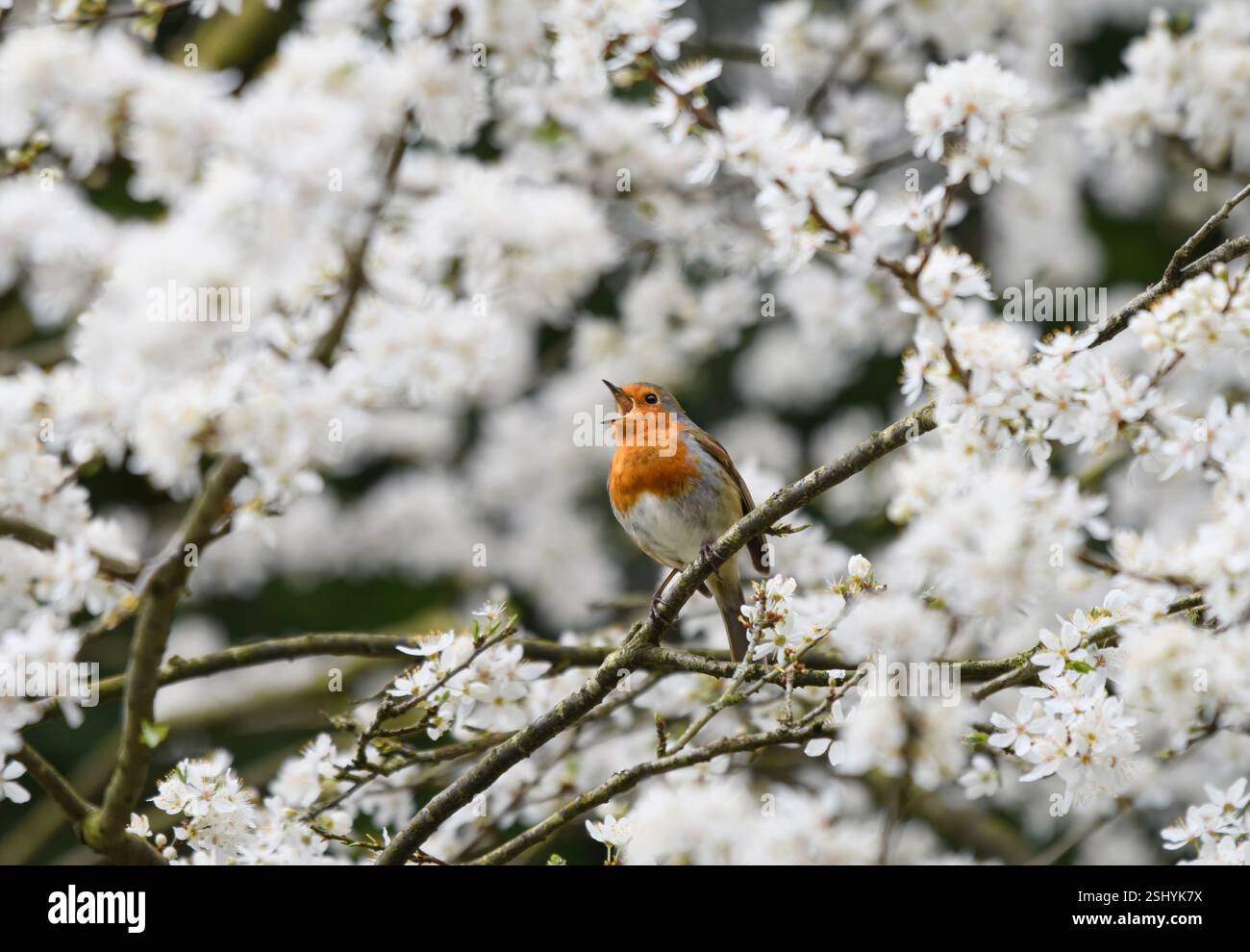 February robin blossom hi-res stock photography and images - Alamy