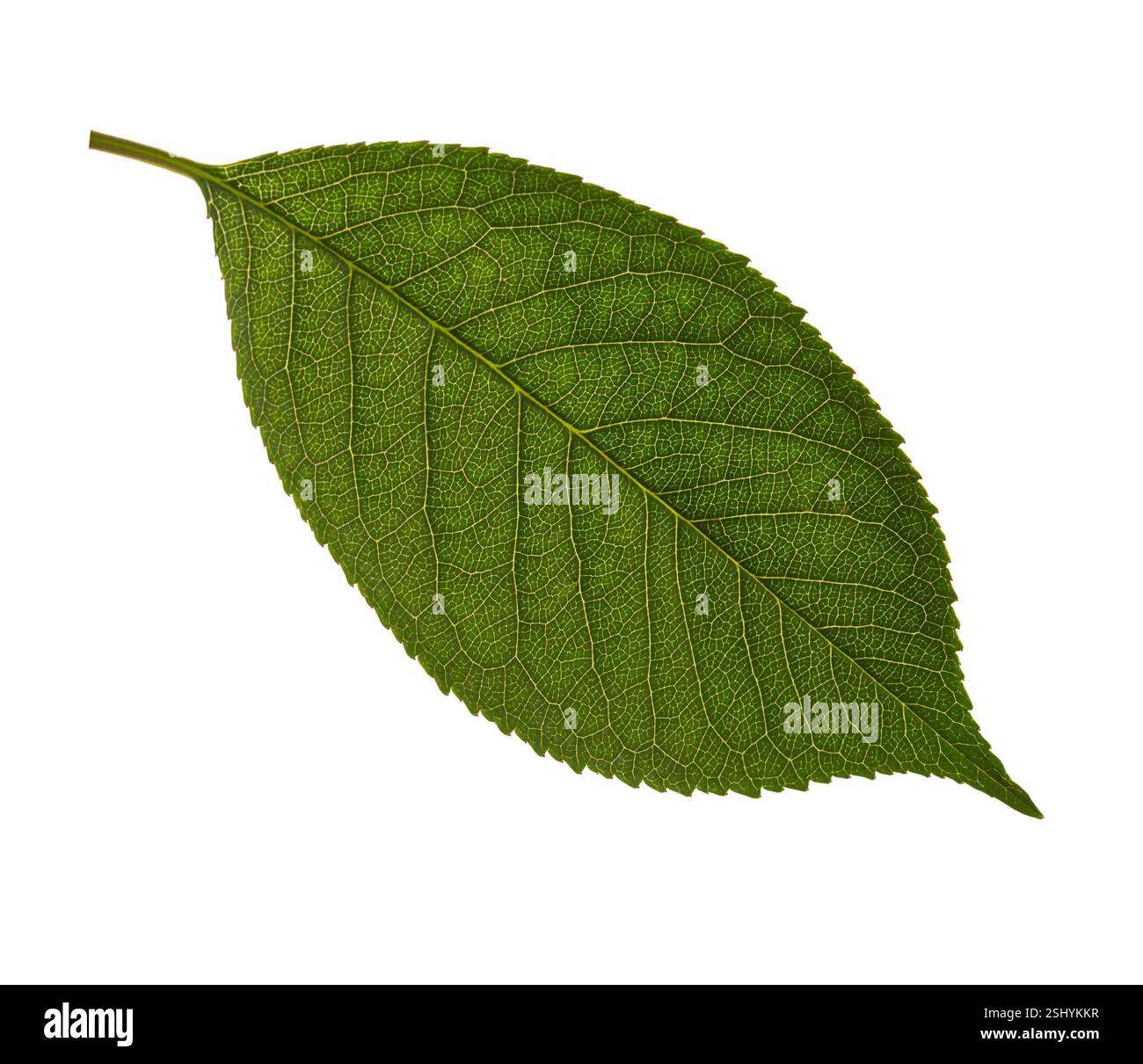 Fresh green Cherry leaf isolated on white background Stock Photo - Alamy