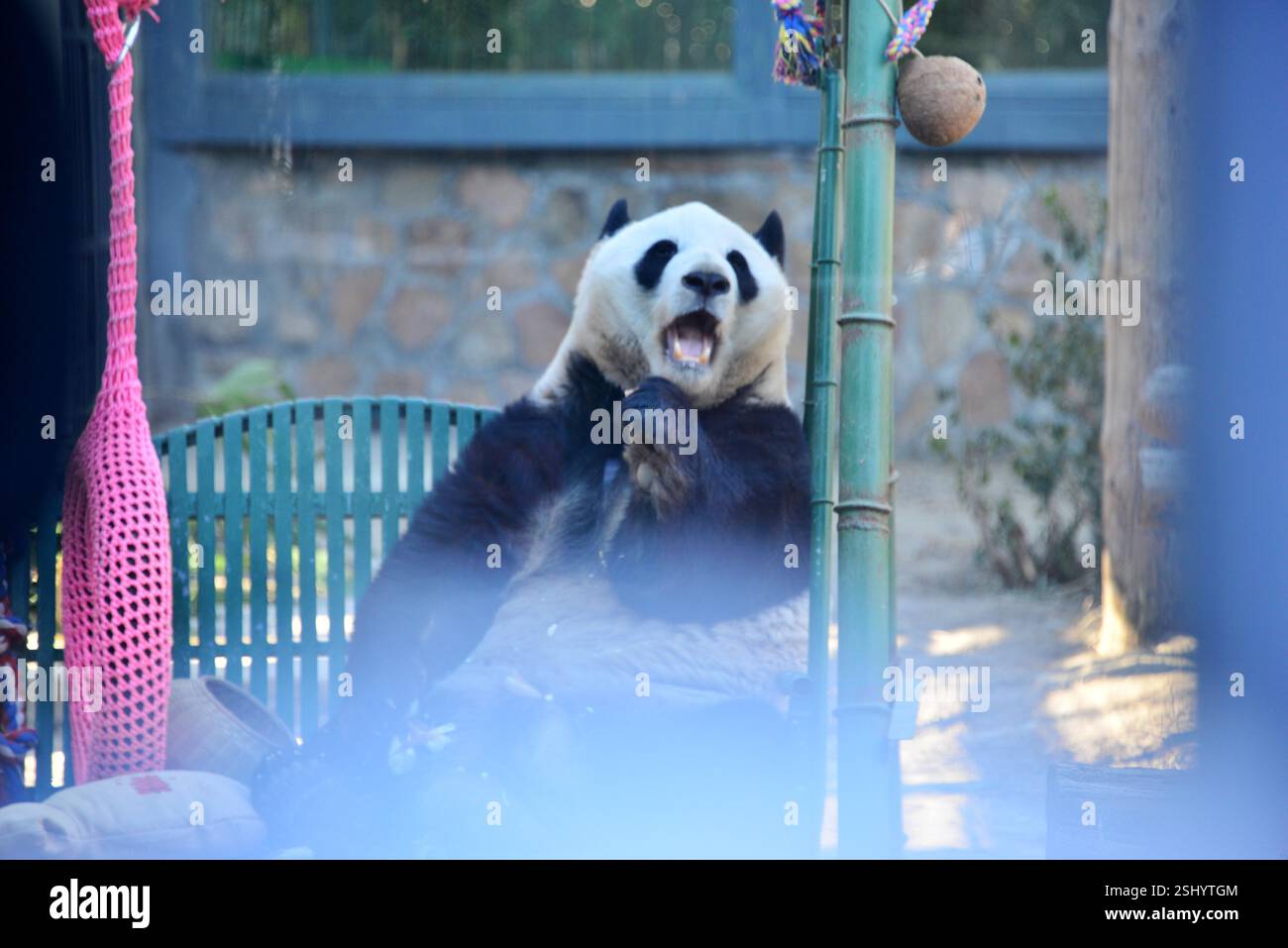 Giant panda Meng Lan enjoy winter time at Beijing Zoo, Beijing, China ...