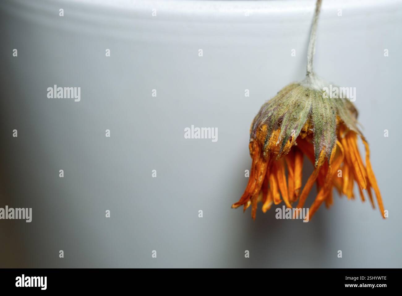 Sad house plant pot hi-res stock photography and images - Alamy