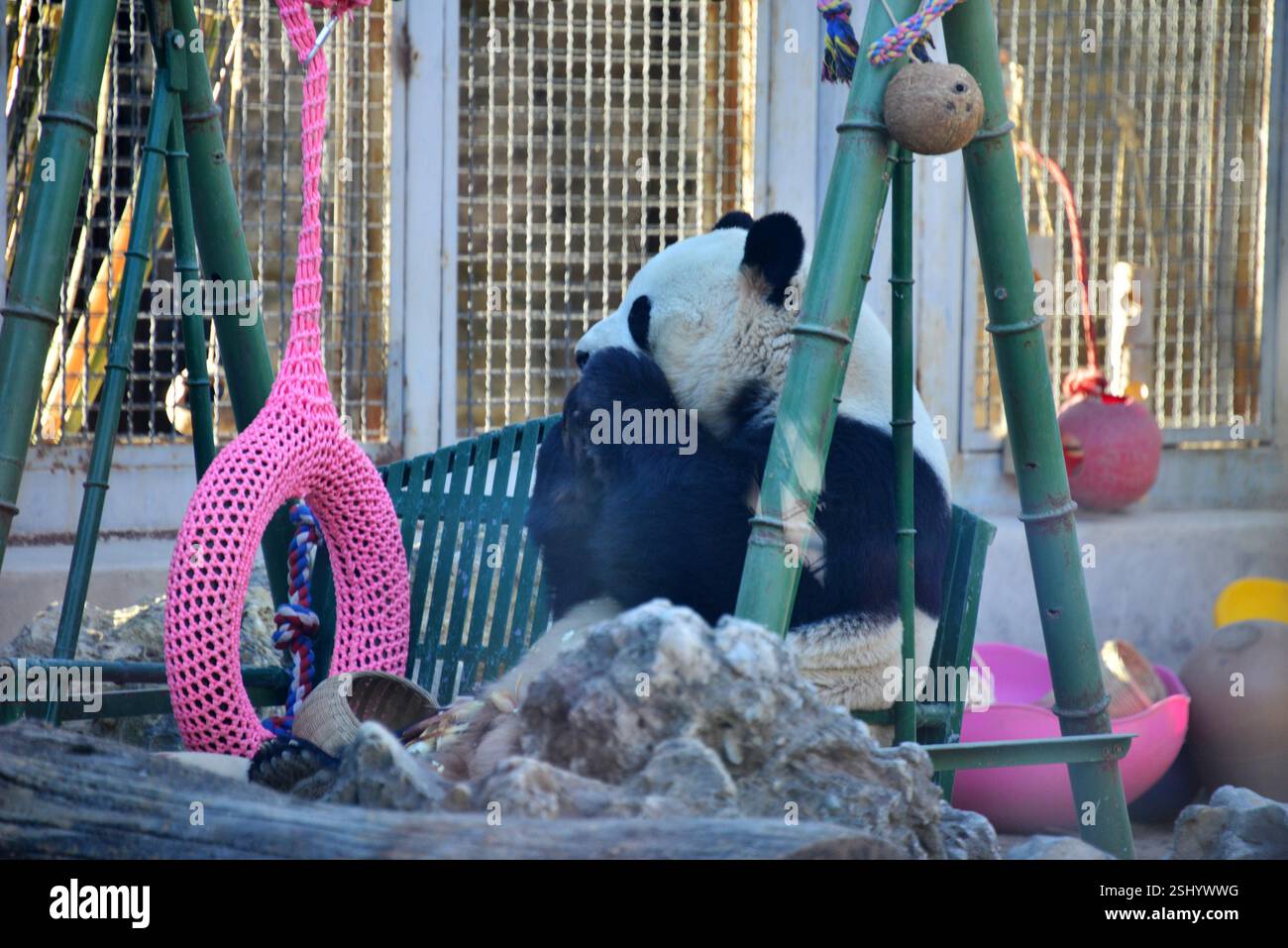 Giant panda Meng Lan enjoy winter time at Beijing Zoo, Beijing, China ...