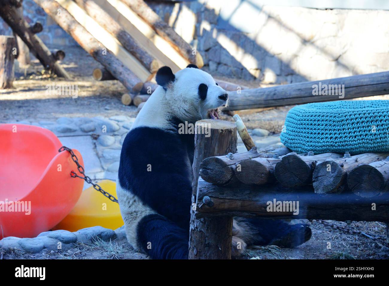 Giant panda Meng Lan enjoy winter time at Beijing Zoo, Beijing, China ...